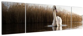 Obraz labutě (170x50 cm)