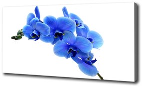 Wallmuralia Foto obraz na plátně Modrná orchidej 100x50