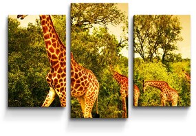 Sablio Obraz - 3-dílný Žirafy - 75x50 cm