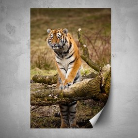 Plakát - Tygr (80x120 cm) - PopyDesign