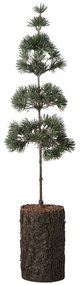 Ib Laursen Umělý stromek Cedar Tree 60 cm, zelená barva, plast