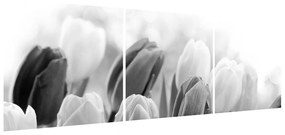 Černobílý obraz pučících tulipánů (150x50 cm)