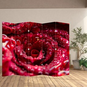 Paraván - Květ červené růže (210x170 cm)