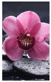 DIMEX | Vliesová fototapeta na zeď Orchidej MS-2-0120  | 150 x 250 cm | černá, růžová