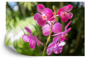 Fototapeta Krásné Orchideje Omyvatelný vlies 208x146