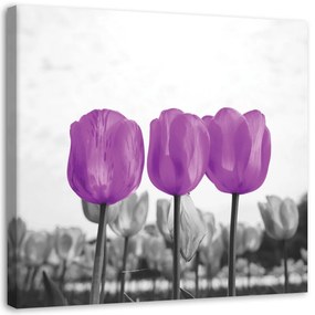 Obraz na plátně Tulipány Louka Příroda Květina Fialová - 60x60 cm