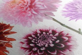 Obraz květiny jiřiny v různobarevném designu Varianta: 60x40