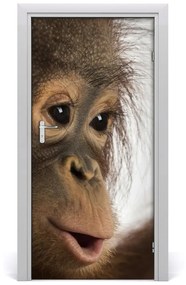 Samolepící fototapeta na dveře Mladý orangután 85x205 cm