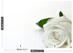 Fototapeta Bílá růže 104x70