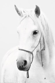 Plakát, Obraz - Horse - White Horse