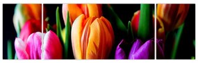 Obraz tulipánů na černém pozadí (170x50 cm)