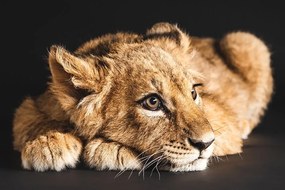 Samolepící fototapeta mládě lva - 450x300 cm