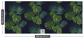 Fototapeta Monstera děravá 104x70