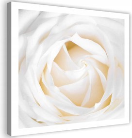 Obraz na plátně, Bílá růže a květ 60x60