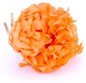 Hortenzie premium Light orange - oranžová