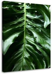 Obraz na plátně Monstera Leaf Nature Tropical - 40x60 cm