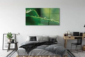 akrylový obraz Kapky tráva makro 140x70 cm
