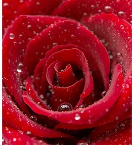 Vliesová fototapeta Červená růže 225 x 250 cm + lepidlo zdarma / MS-3-0138 vliesové fototapety na zeď DIMEX