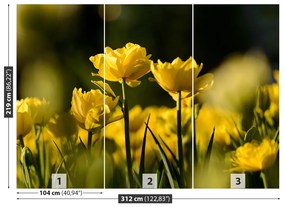 Fototapeta Žlutý Tulipán 104x70