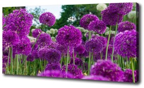 Wallmuralia Foto obraz na plátně Květ česneku 100x50