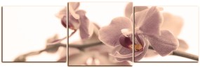 Obraz na plátně - Orchidej květ izolována na bílém pozadí - panoráma 5222FD (90x30 cm)