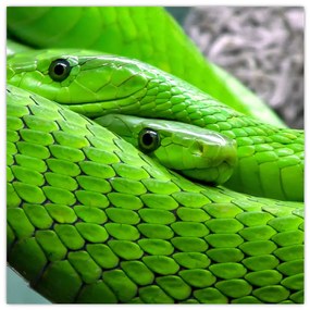 Obraz zelených hadů (30x30 cm)