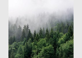 Vliesová fototapeta na zed' Les v Ranní Mlze | 300 x 270 cm | DFT4P5701