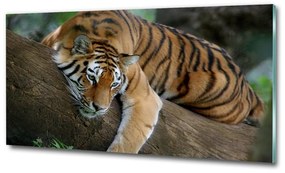 Wallmuralia Foto obraz skleněný horizontální Tygr na stromě 100x50