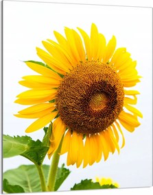 Skleněná Krájecí Deska 40x52 Květina Do Kuchyně