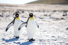 DIMEX | Samolepicí vliesová fototapeta na zeď Tučňáci na Antarktidě MA-5-0477 | 375 x 250 cm | bílá, béžová, černá, žlutá, šedá