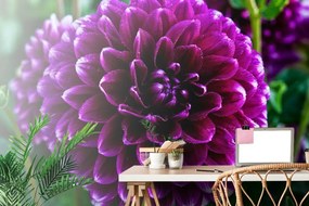 Samolepící fototapeta nádherný fialový květ - 450x300 cm
