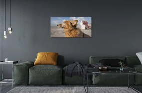 Obraz na skle Hnědý pes beach 140x70 cm