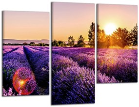 Obraz na plátně Pole v Provence 3038DX