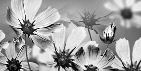 Obraz zahradní květiny v černobílém provedení - 120x60 cm