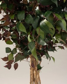 Dekorativní strom Burgundy v květináči 210 cm