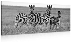 Obraz tři zebry v savaně v černobílém provedení Varianta: 120x60