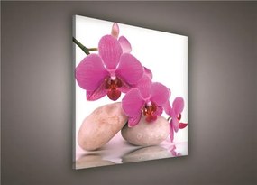 Obraz na plátně orchidej růžová 80 x 80 cm