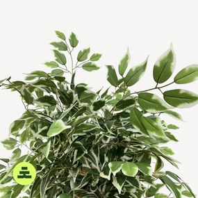 Umělý Ficus Twilight 160 cm