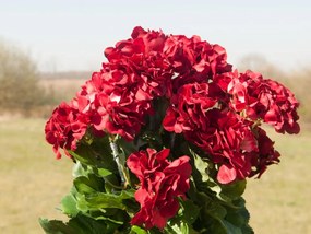 Umělá květina - Červená Pelargonie, 42 cm