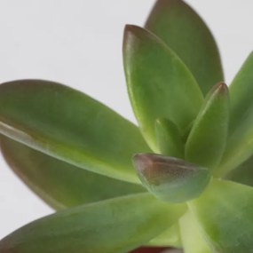 SUCCULENT Rostlina, různé druhy/Sukulent, 9 cm