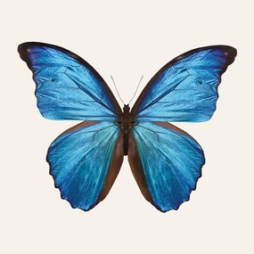 Modrý motýl - 30 x 30 cm