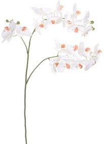 Orchidej (Phalaenopsis) bílá, 87 cm