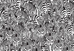 Fototapeta - Zebra (254x184 cm)