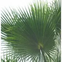 Listy palmy Washingtonia 100 - 120 cm