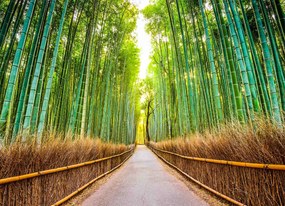 Malvis ® Tapeta bambusová stezka Vel. (šířka x výška): 432 x 290 cm