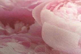 Obraz lupínky květu Varianta: 60x40