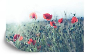 Fototapeta Poppy Field Strukturální vinyl 300x210