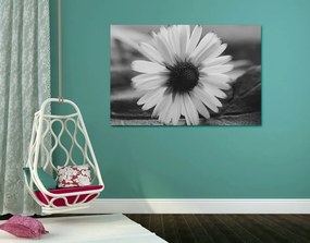 Obraz nádherná sedmikráska v černobílém provedení - 90x60 cm