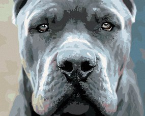 zuty malování podle čísel - cane corso, 100x80 cm, bez rámu a bez vypnutí plátna