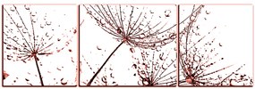 Obraz na plátně - Pampelišková semínka s kapkami vody - panoráma 5202KC (90x30 cm)